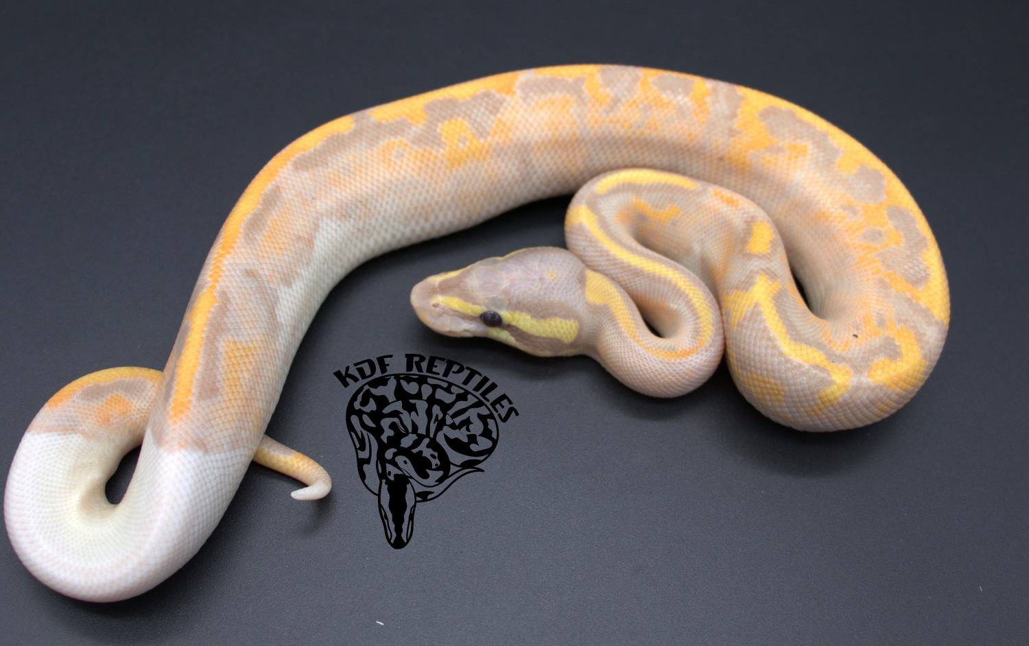Coral Glow Pied 2 Ball Python by KDF Reptiles, LLC - MorphMarket