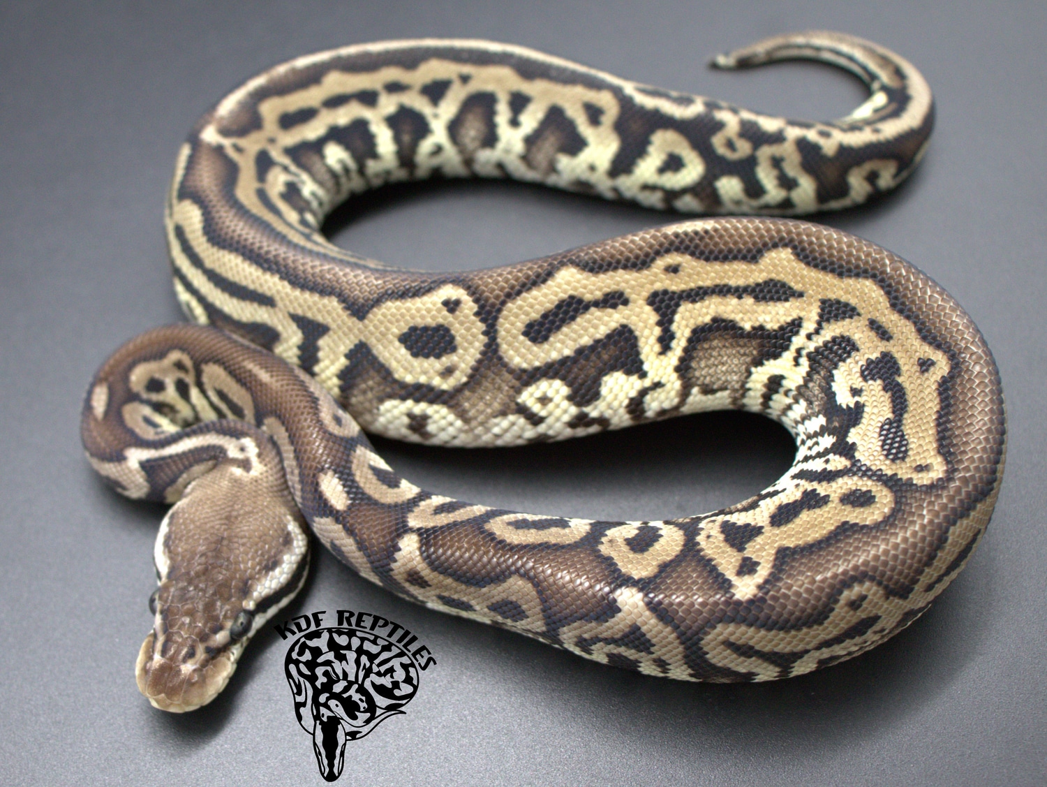 Pastel Leopard HRA Ball Python by KDF Reptiles, LLC - MorphMarket