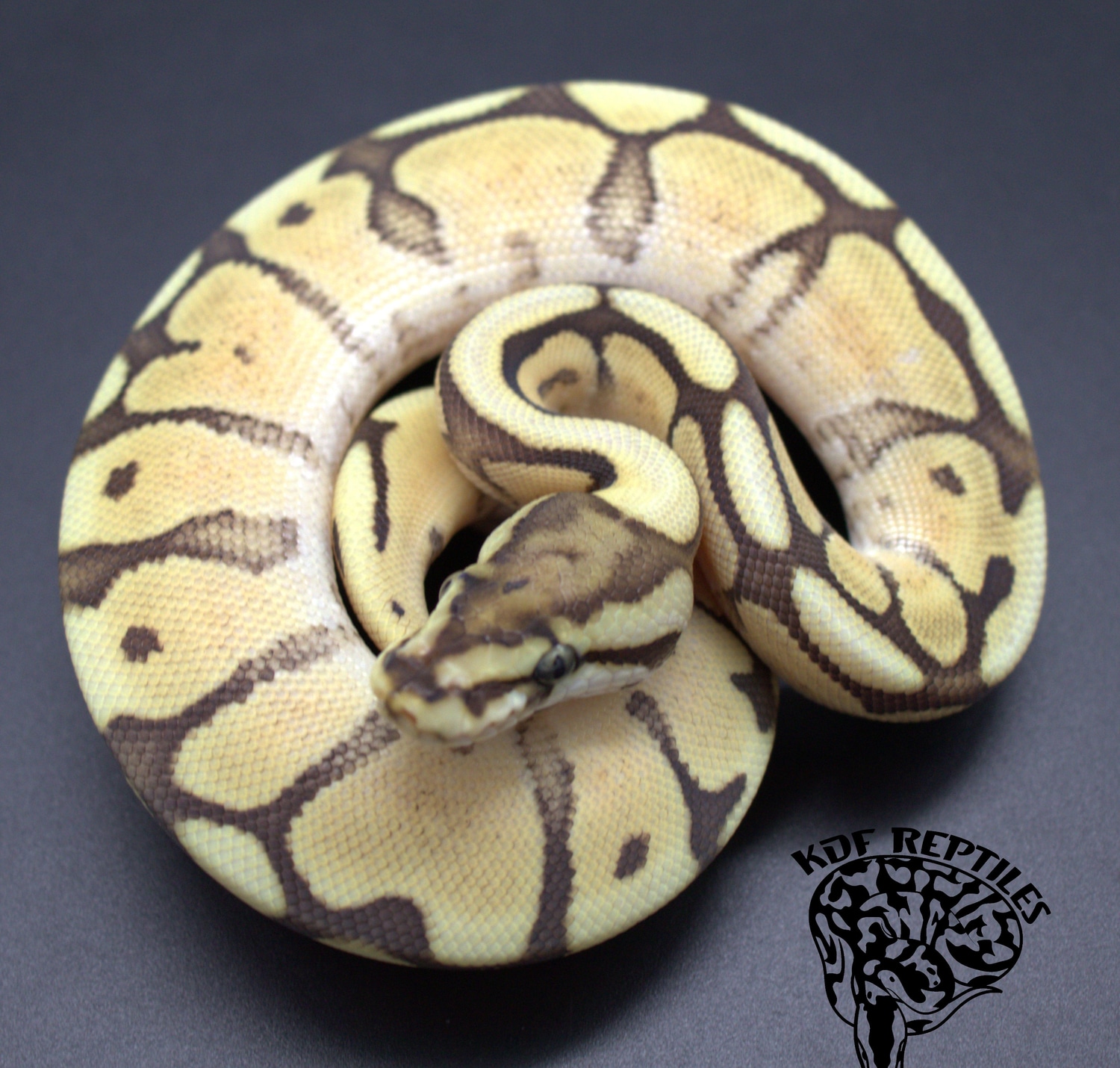 Sulfur Mojave Spider Ball Python by KDF Reptiles, LLC - MorphMarket