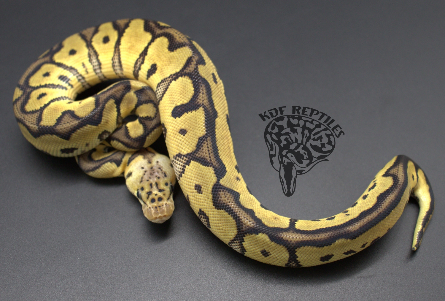 Pastel Blade Clown Ball Python by KDF Reptiles, LLC - MorphMarket