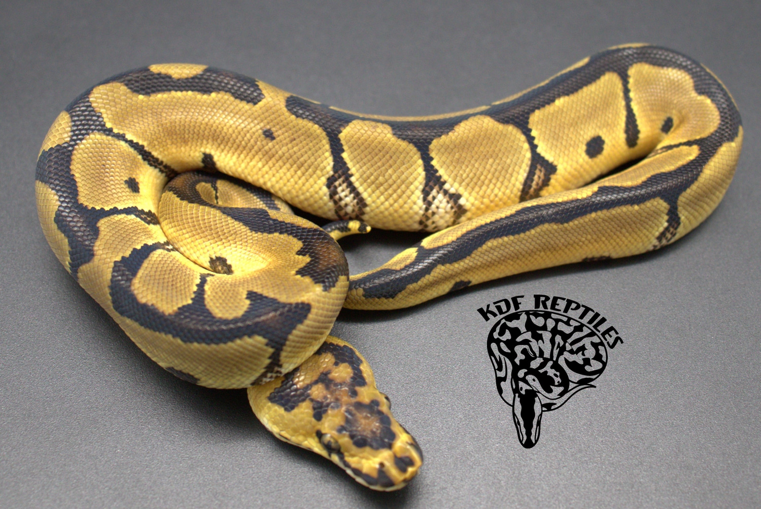 Blade Clown Ball Python by KDF Reptiles, LLC - MorphMarket