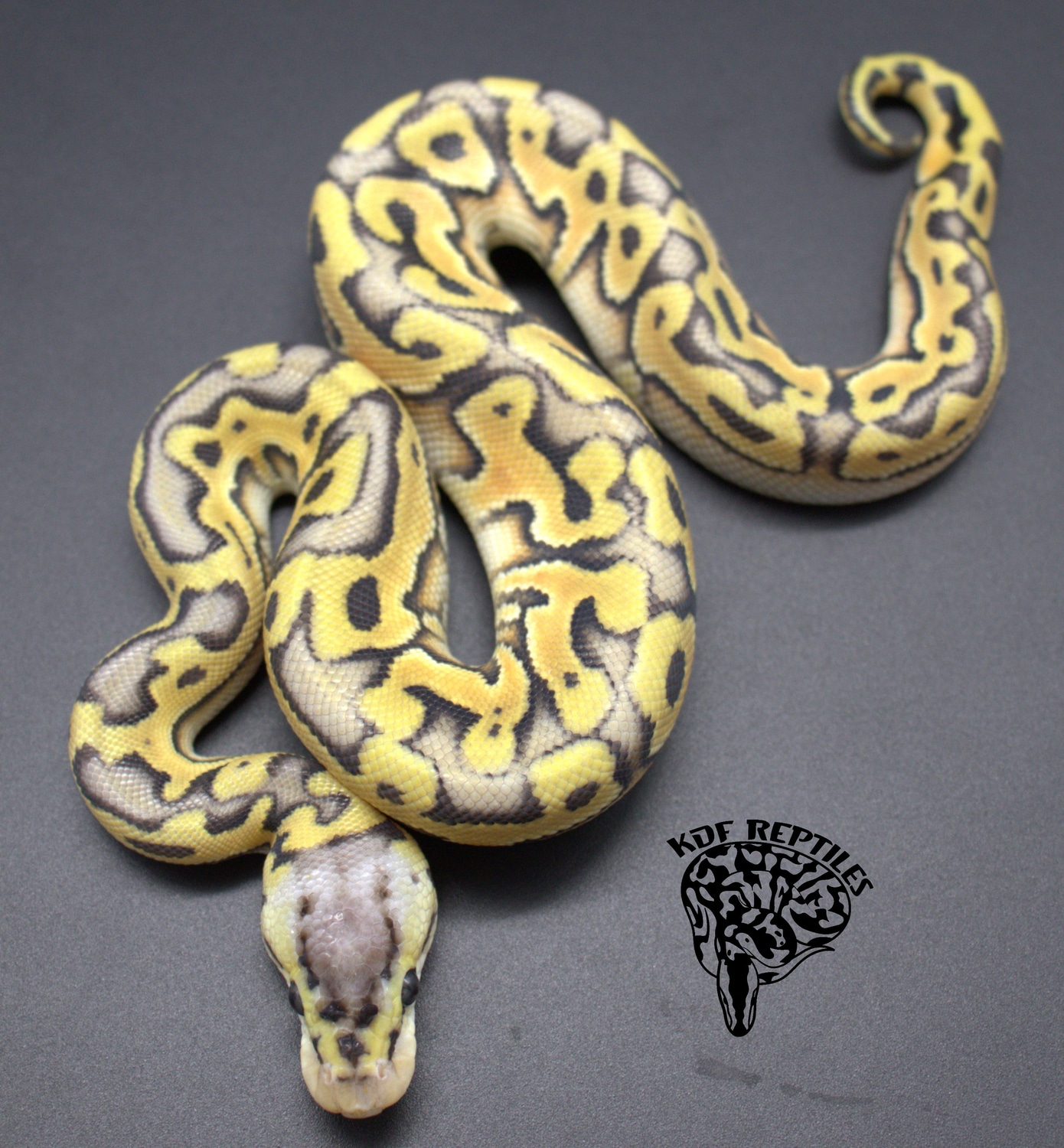 Super Pastel Puzzle Ball Python by KDF Reptiles, LLC - MorphMarket