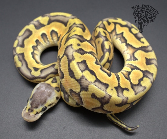 Super Pastel Puzzle Ball Python by KDF Reptiles, LLC