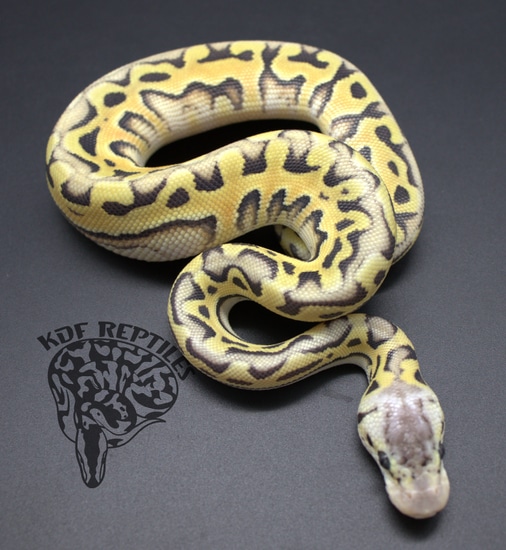 Super Pastel Puzzle Ball Python by KDF Reptiles, LLC