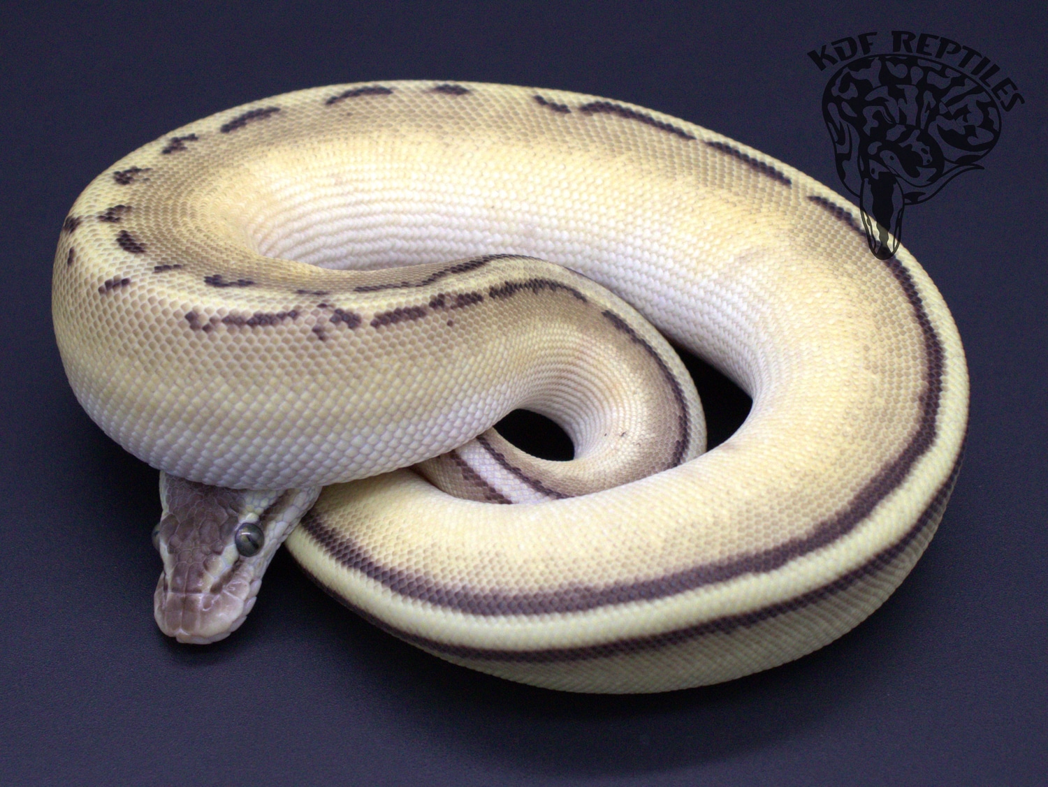 Pastel Lesser G-Stripe Ball Python by KDF Reptiles, LLC - MorphMarket