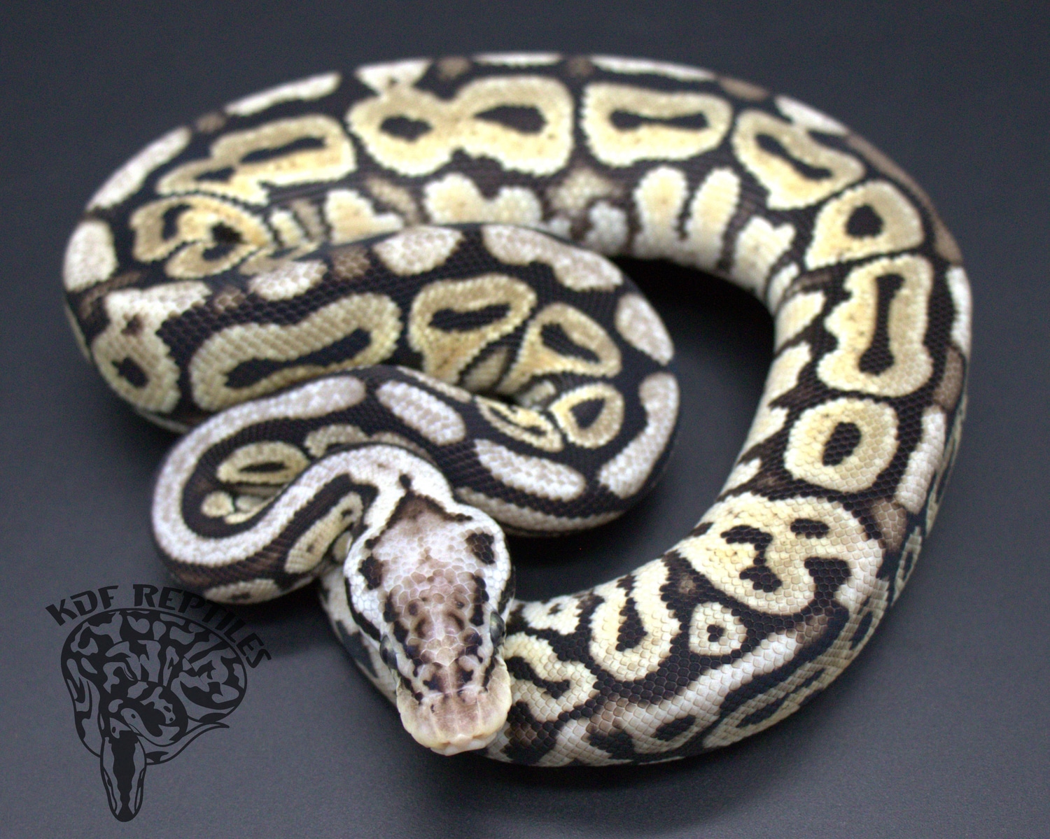 Pastel Spotnose Het Red Axanthic Blade 100% Het Clown Ball Python by ...