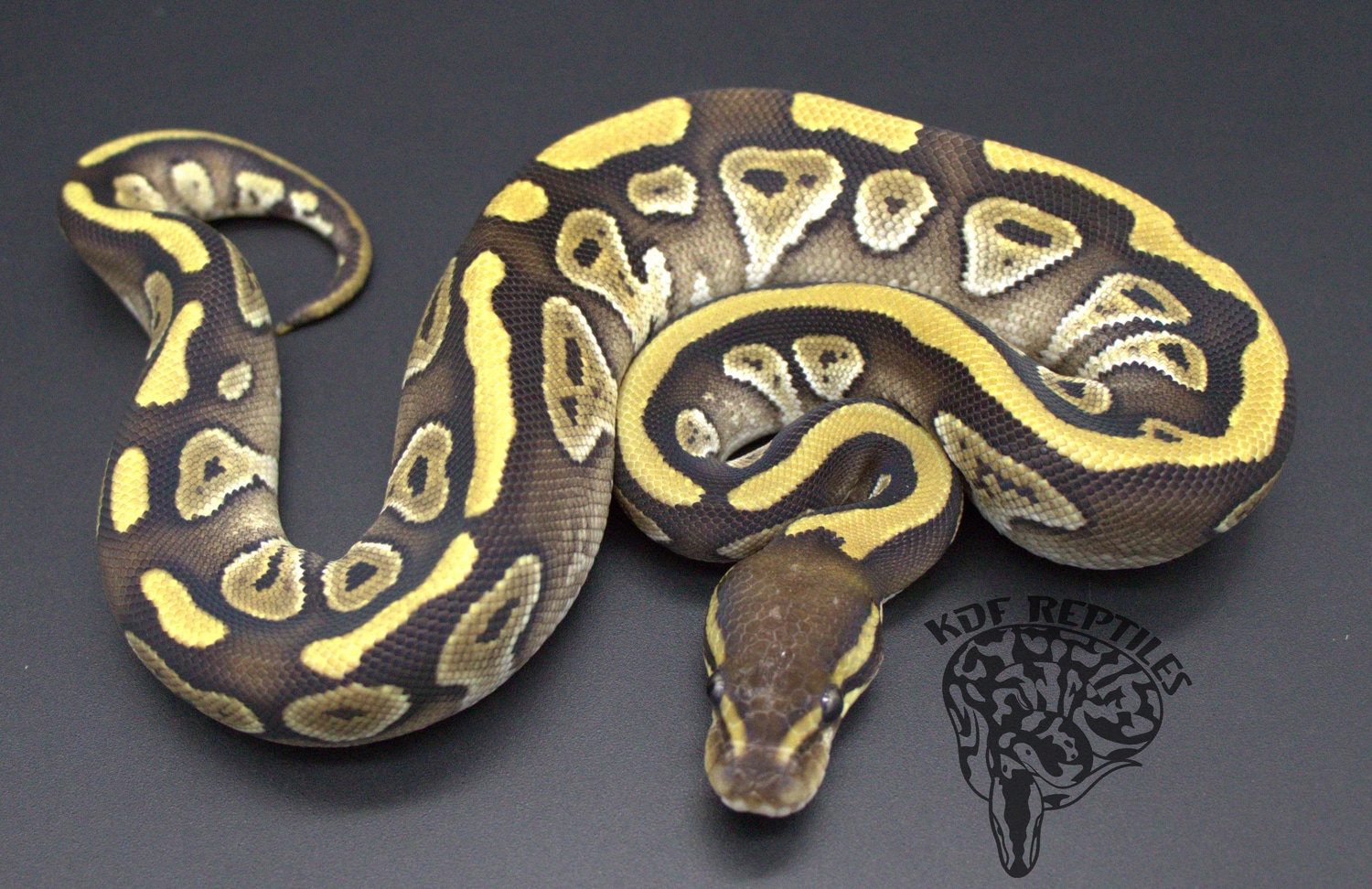 Mojave 100% Het Puzzle Ball Python by KDF Reptiles, LLC - MorphMarket