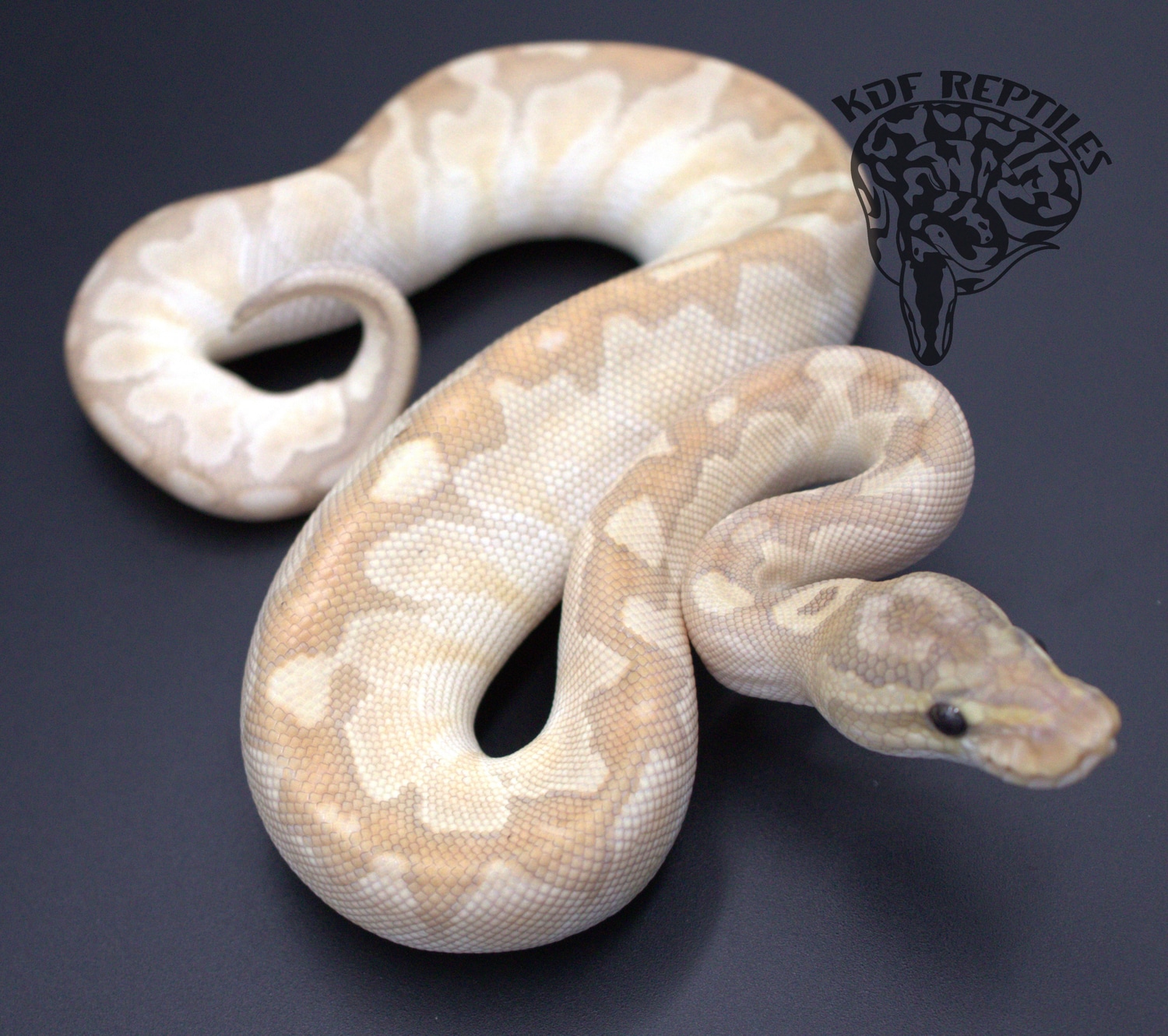 Super NoCo Special Ball Python by KDF Reptiles, LLC - MorphMarket