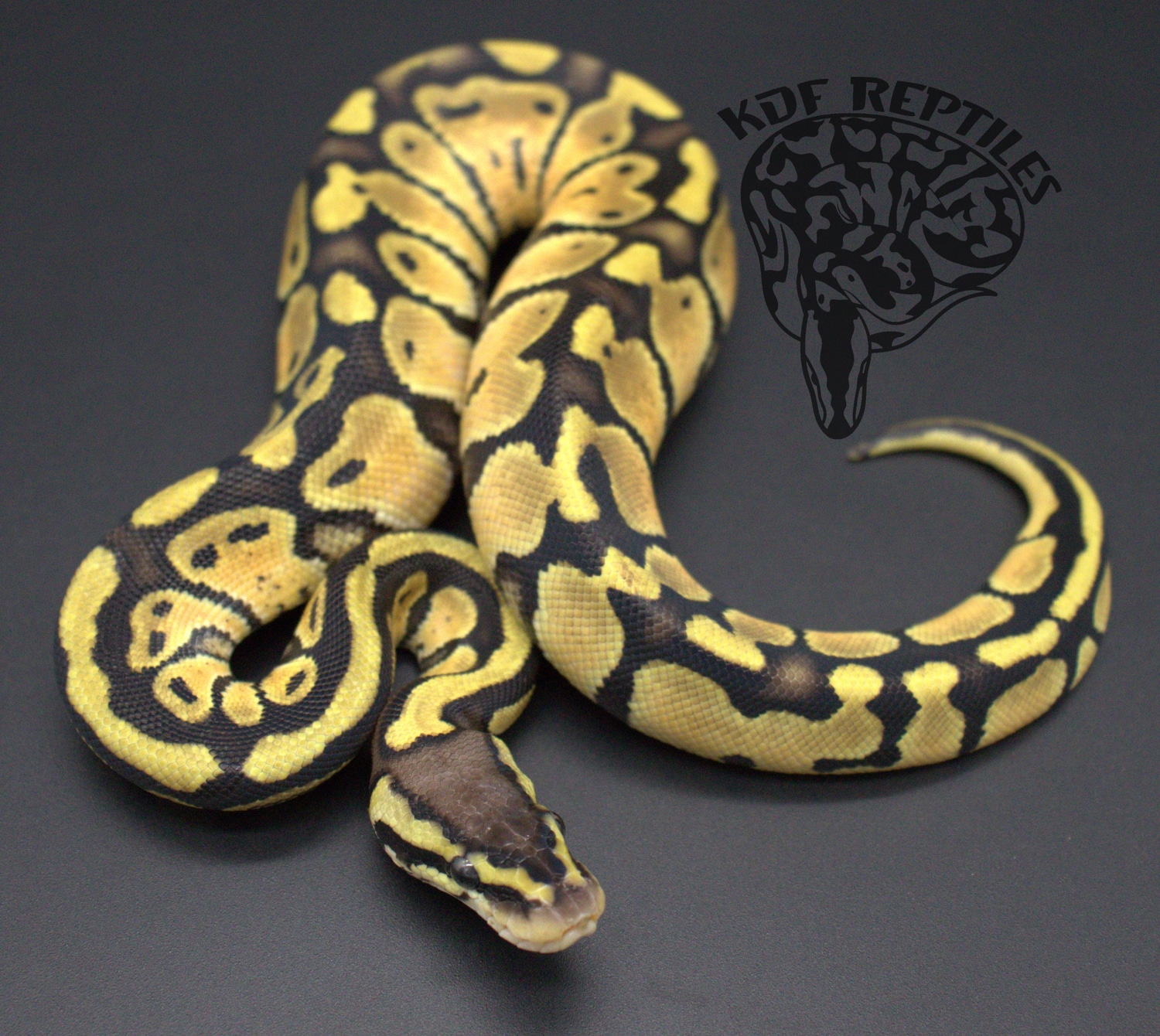 Pastel 100% Het Axanthic (VPI) 100% Het Hypo 100% Het Puzzle Ball ...