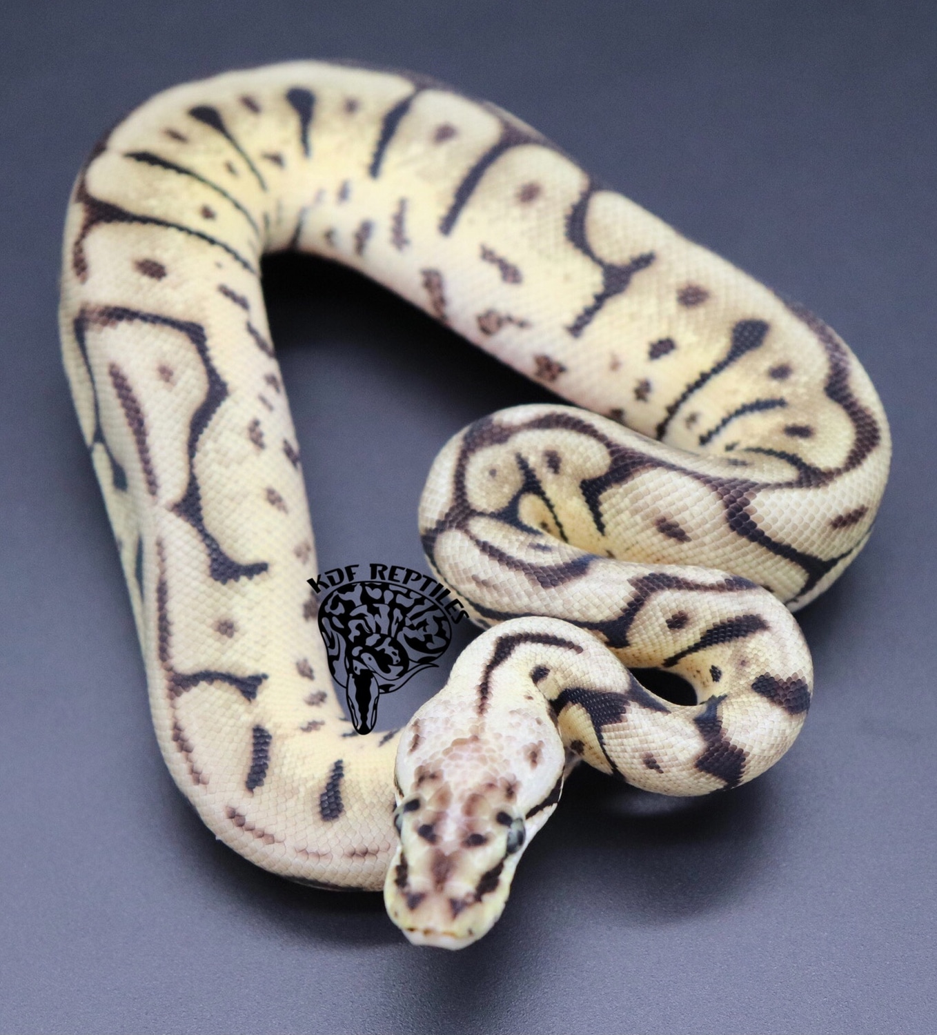 Leopard Bumblebee 100% Het Axanthic (VPI) Ball Python by KDF Reptiles, LLC - MorphMarket