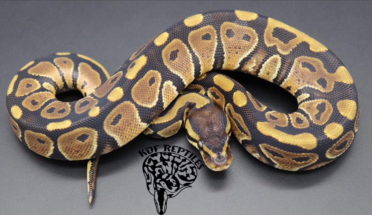 Normal 100% Het Puzzle Ball Python by KDF Reptiles, LLC - MorphMarket