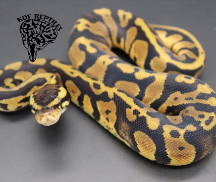 Cinnamon Puzzle Ball Python by KDF Reptiles, LLC - MorphMarket