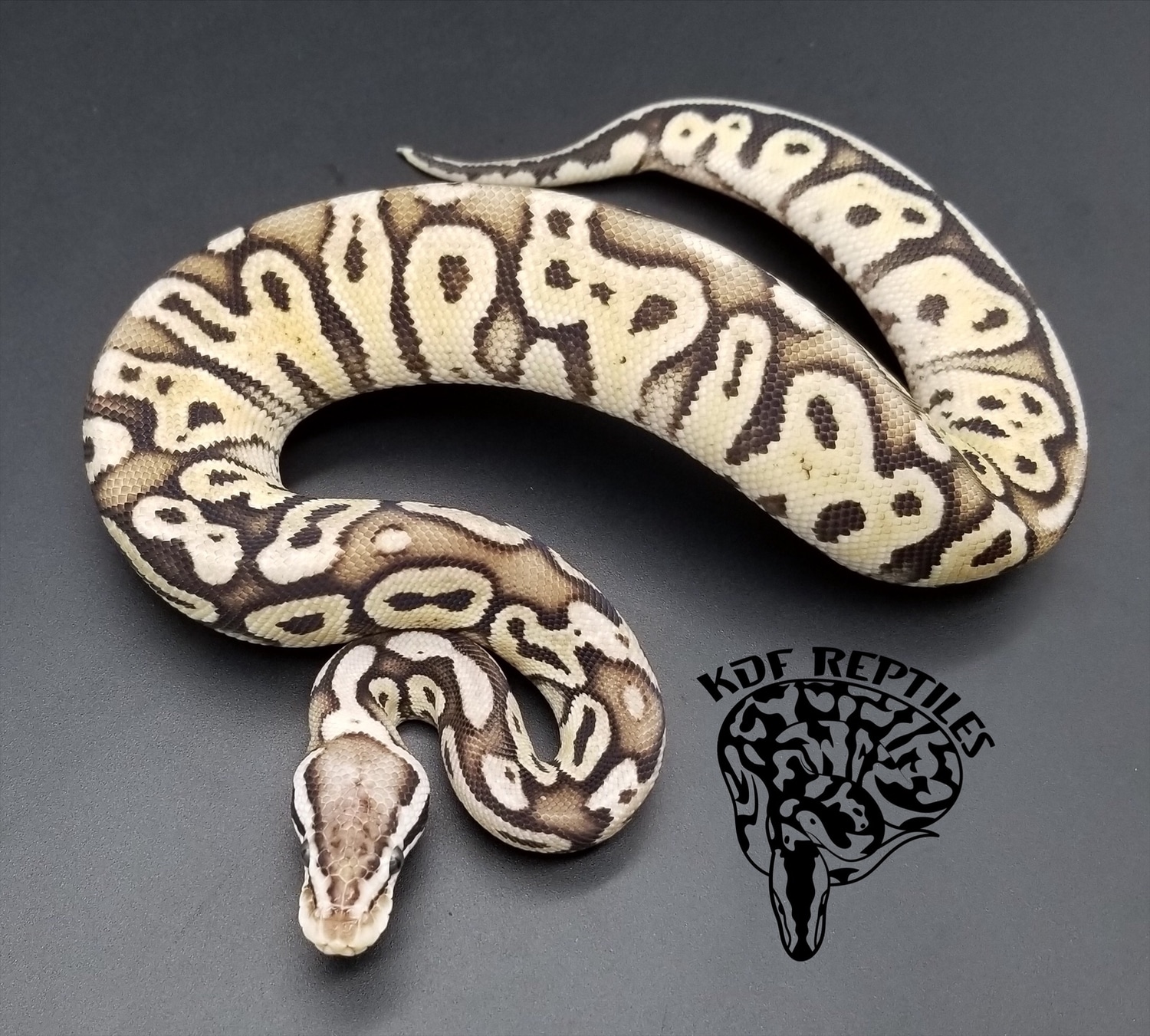 Pastel Sulfur Het Red Axanthic 100% Het Clown Ball Python by KDF ...