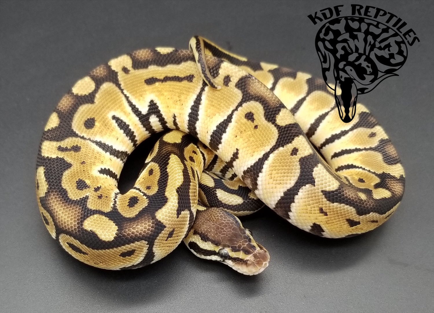 Pastel 100% Het Puzzle Ball Python by KDF Reptiles, LLC - MorphMarket