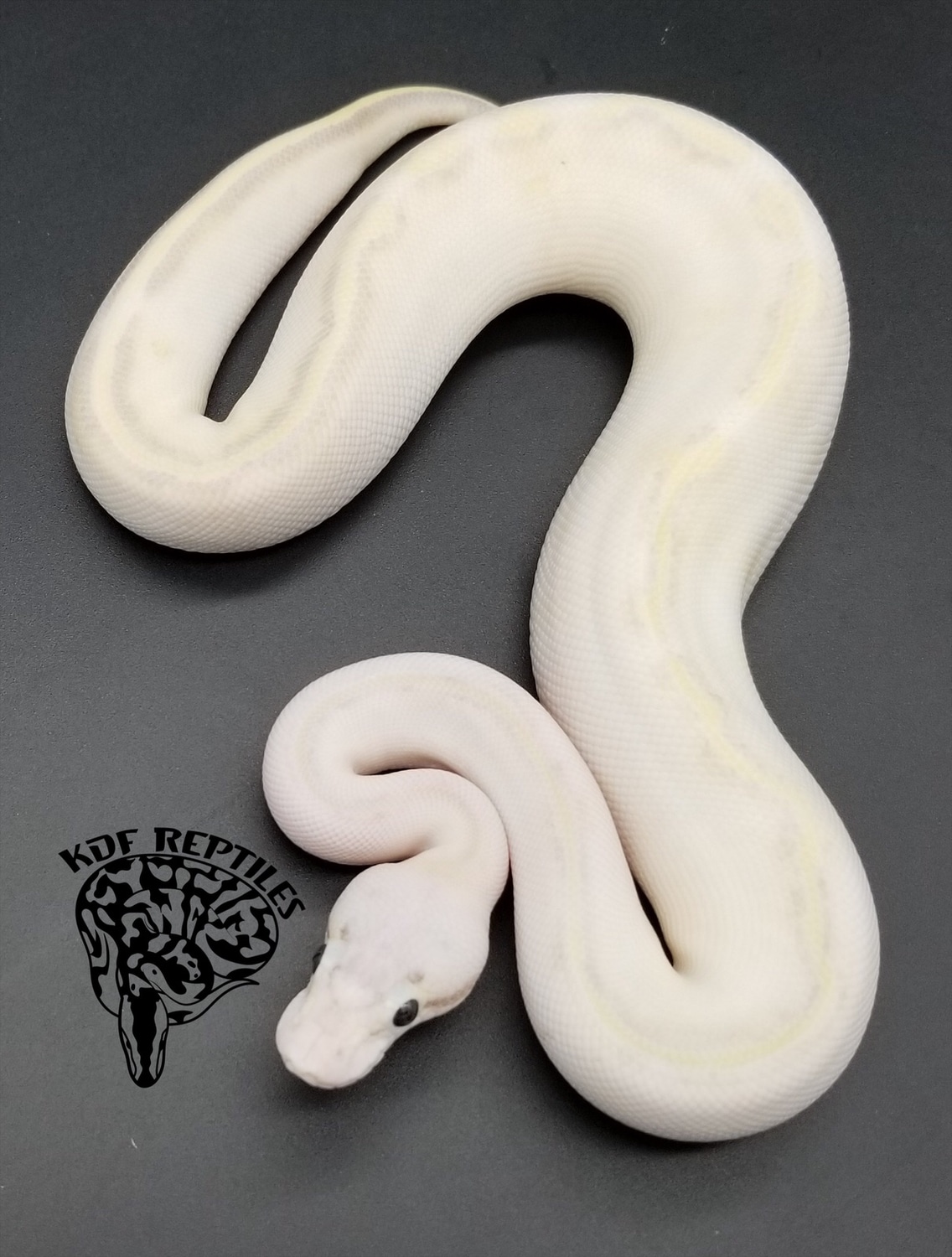 Super Pastel Ivory 2 Ball Python by KDF Reptiles, LLC - MorphMarket