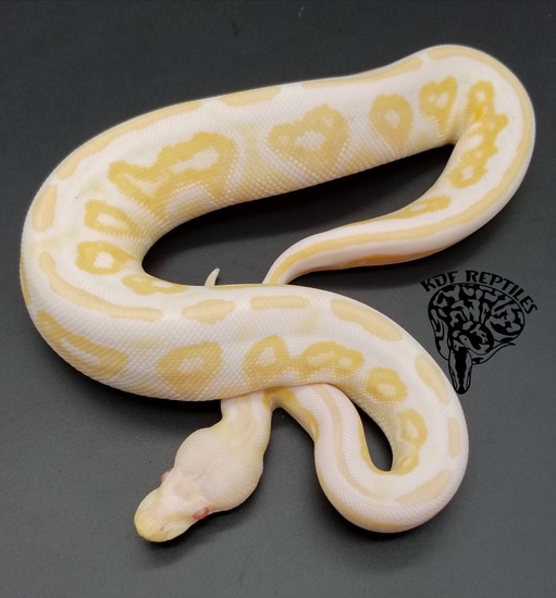Albino Cinnamon Ball Python by KDF Reptiles, LLC