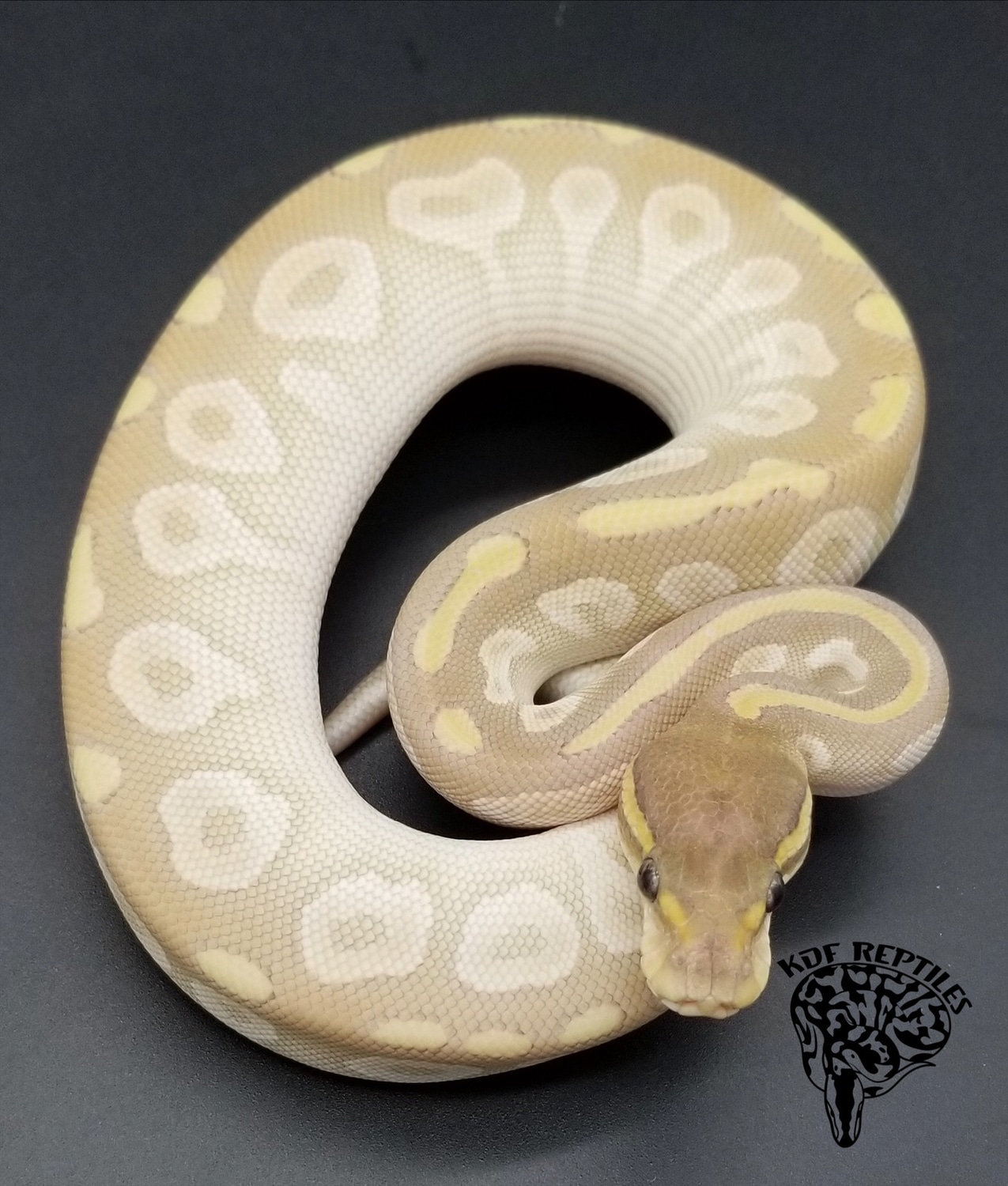 Crystal 3 Ball Python by KDF Reptiles, LLC - MorphMarket