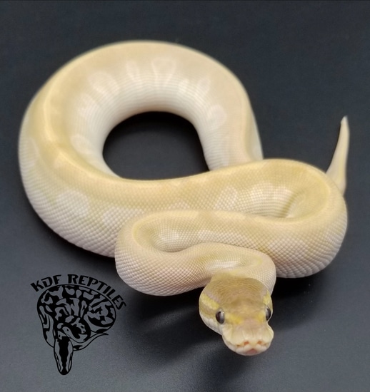 Crystal Ball Python by KDF Reptiles, LLC