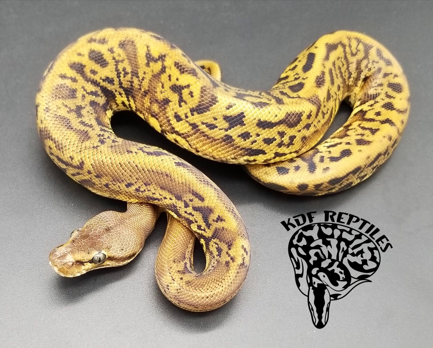 Leopard Acid HGW Phantom Ball Python by KDF Reptiles, LLC - MorphMarket