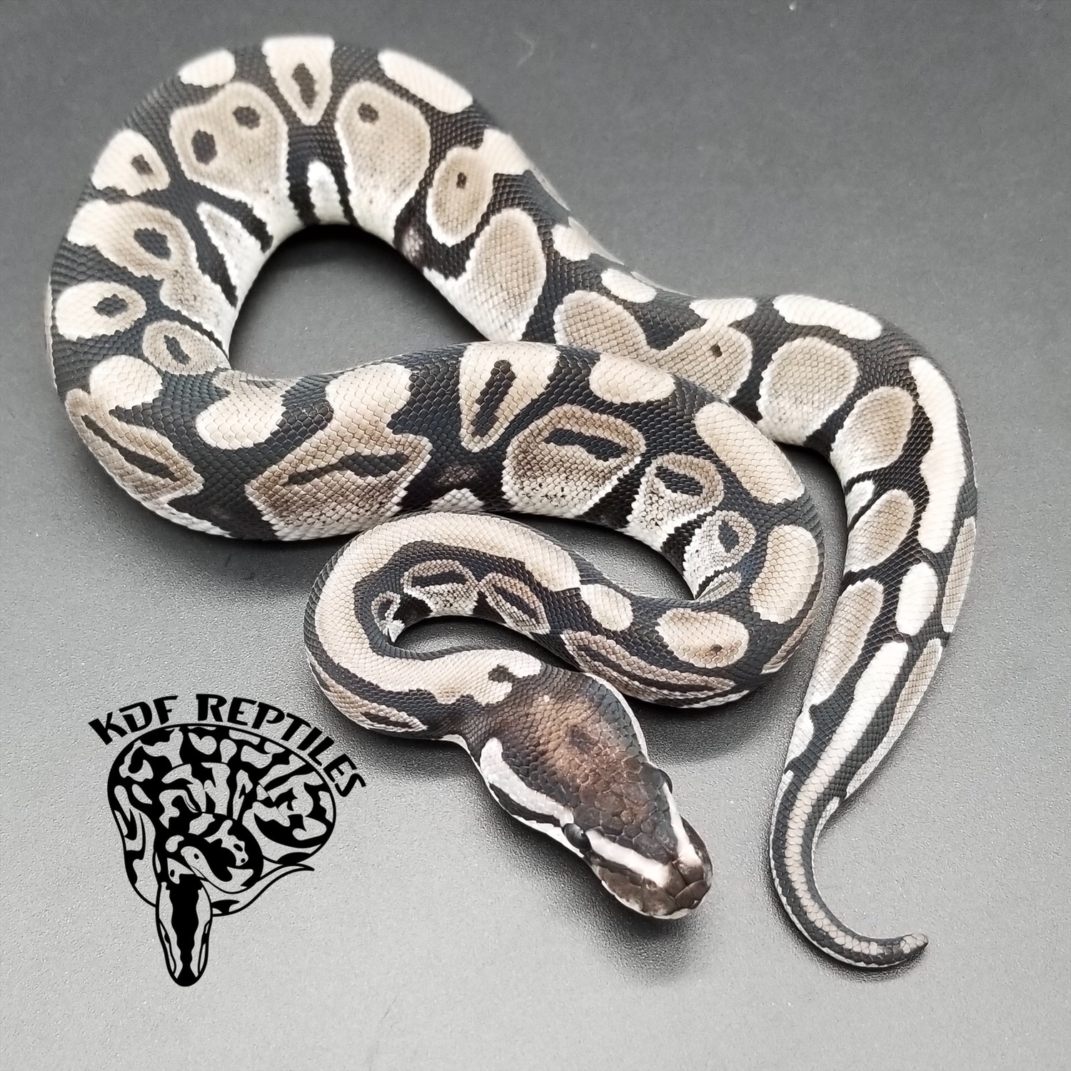 Axanthic (VPI) Ball Python by KDF Reptiles, LLC - MorphMarket