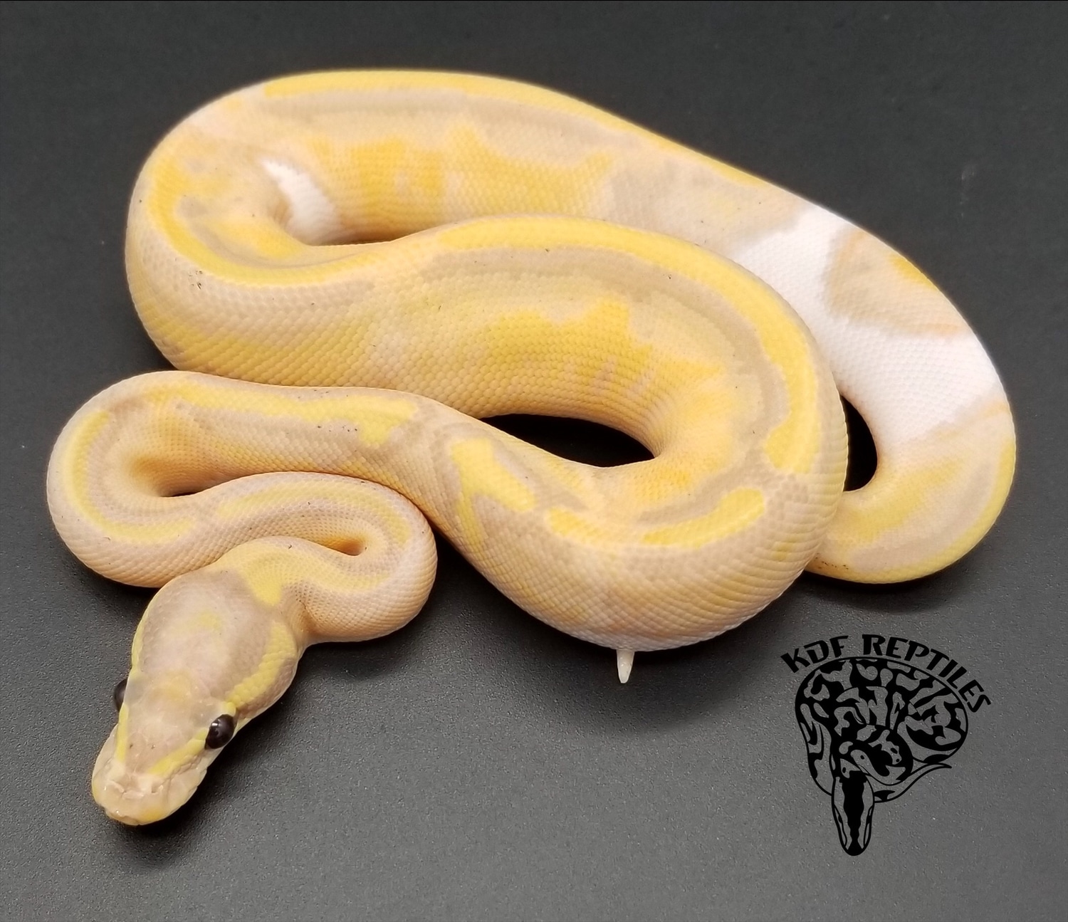 Coral Glow Orange Dream Pied Ball Python by KDF Reptiles, LLC - MorphMarket