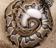 Cinnamon Puzzle Ball Python by KDF Reptiles, LLC - MorphMarket