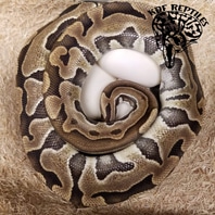 Cinnamon Puzzle Ball Python by KDF Reptiles, LLC - MorphMarket