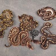 Cinnamon Puzzle Ball Python by KDF Reptiles, LLC - MorphMarket