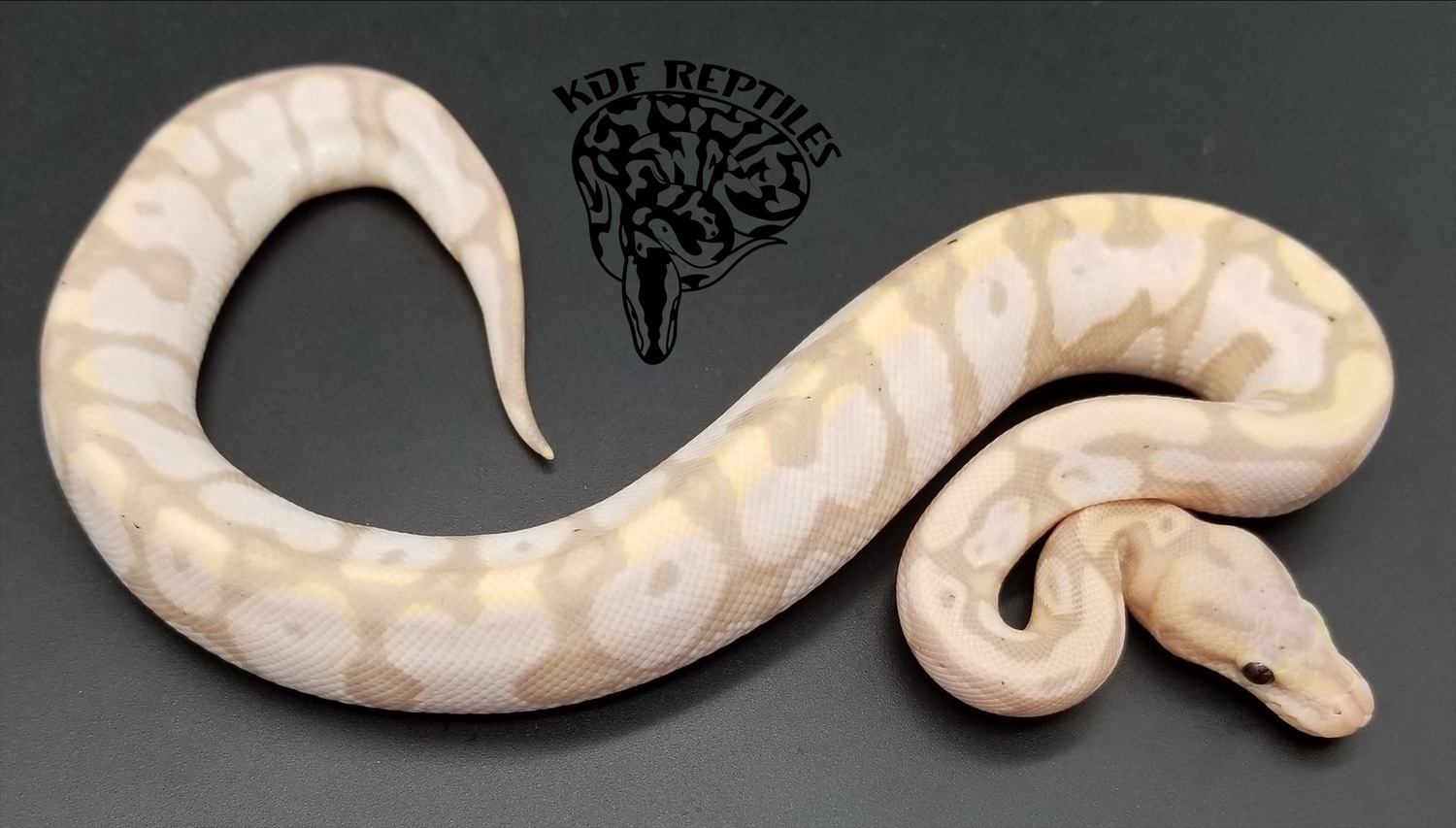 Pastel HGW Sugar Coral Glow Ball Python by KDF Reptiles, LLC - MorphMarket