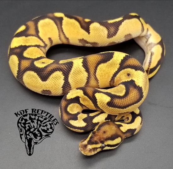 Super Orange Dream Sulfur Ball Python by KDF Reptiles, LLC