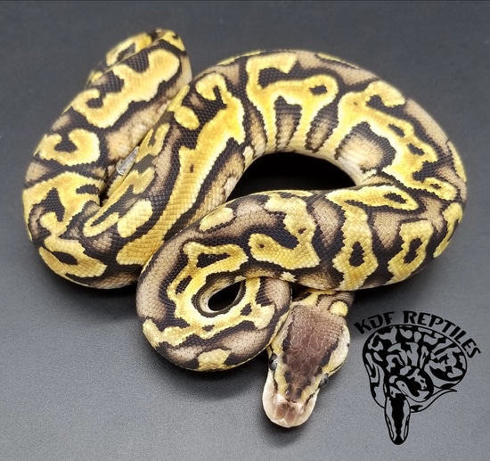 Pastel Puzzle Poss Weirdo Ball Python by KDF Reptiles, LLC