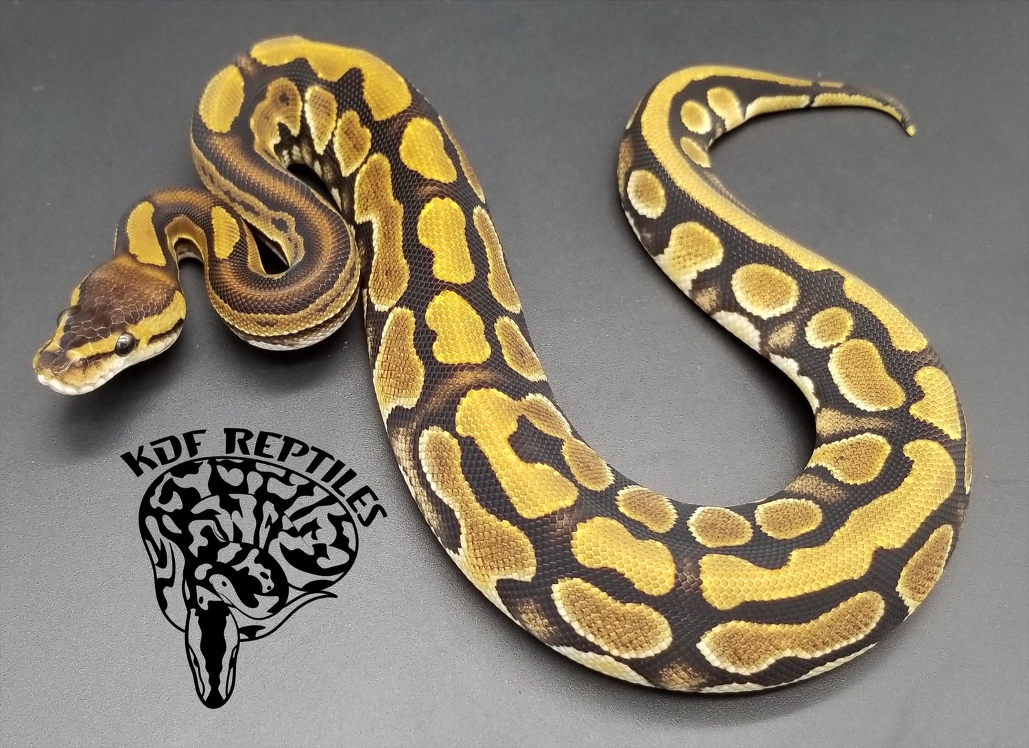 Puzzle Ball Python by KDF Reptiles, LLC - MorphMarket