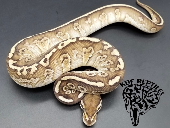 Butter Grim Ball Python by KDF Reptiles, LLC