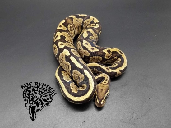 Sulfur Grim Ball Python by KDF Reptiles, LLC