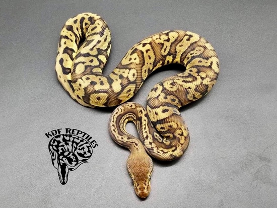 Pastel HGW Acid Ball Python by KDF Reptiles, LLC