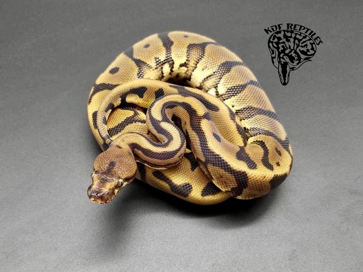 Leopard HGW Acid Ball Python by KDF Reptiles, LLC - MorphMarket