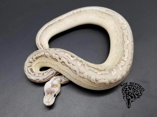 Sterling Puzzle Ball Python by KDF Reptiles, LLC