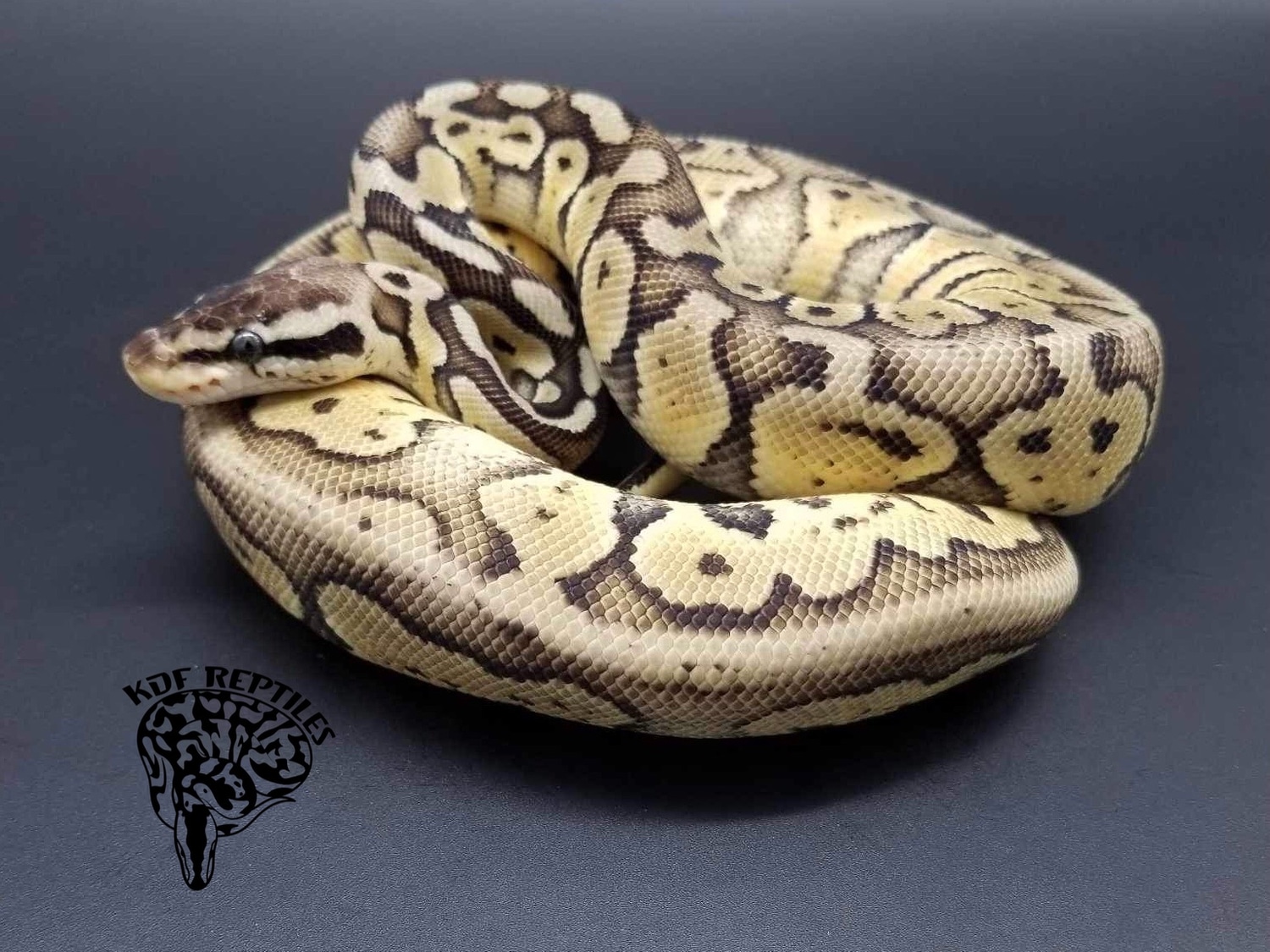 Super Pastel 100% Het Puzzle Ball Python by KDF Reptiles, LLC - MorphMarket