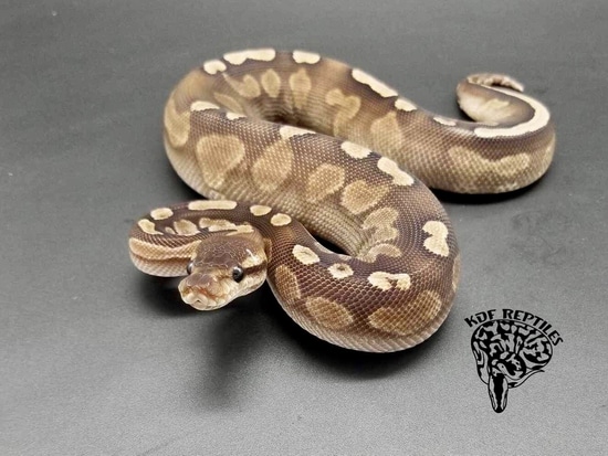 GHI Cinnamon 100% Het Puzzle Ball Python by KDF Reptiles, LLC