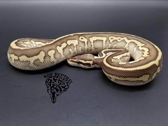 Pastel Lesser Leopard Ball Python by KDF Reptiles, LLC