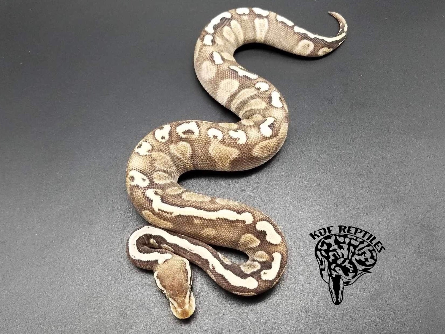 Pastave GHI Ball Python by KDF Reptiles, LLC - MorphMarket