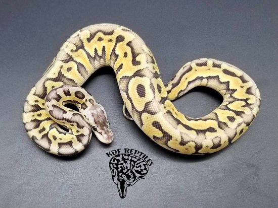 Super Pastel Puzzle Ball Python by KDF Reptiles, LLC