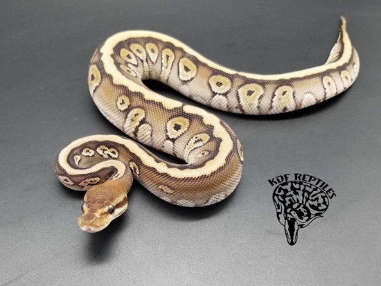 Phantom HGW Het Puzzle Ball Python by KDF Reptiles, LLC