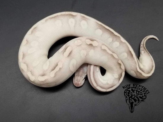Super Pastel Super Phantom Ball Python by KDF Reptiles, LLC