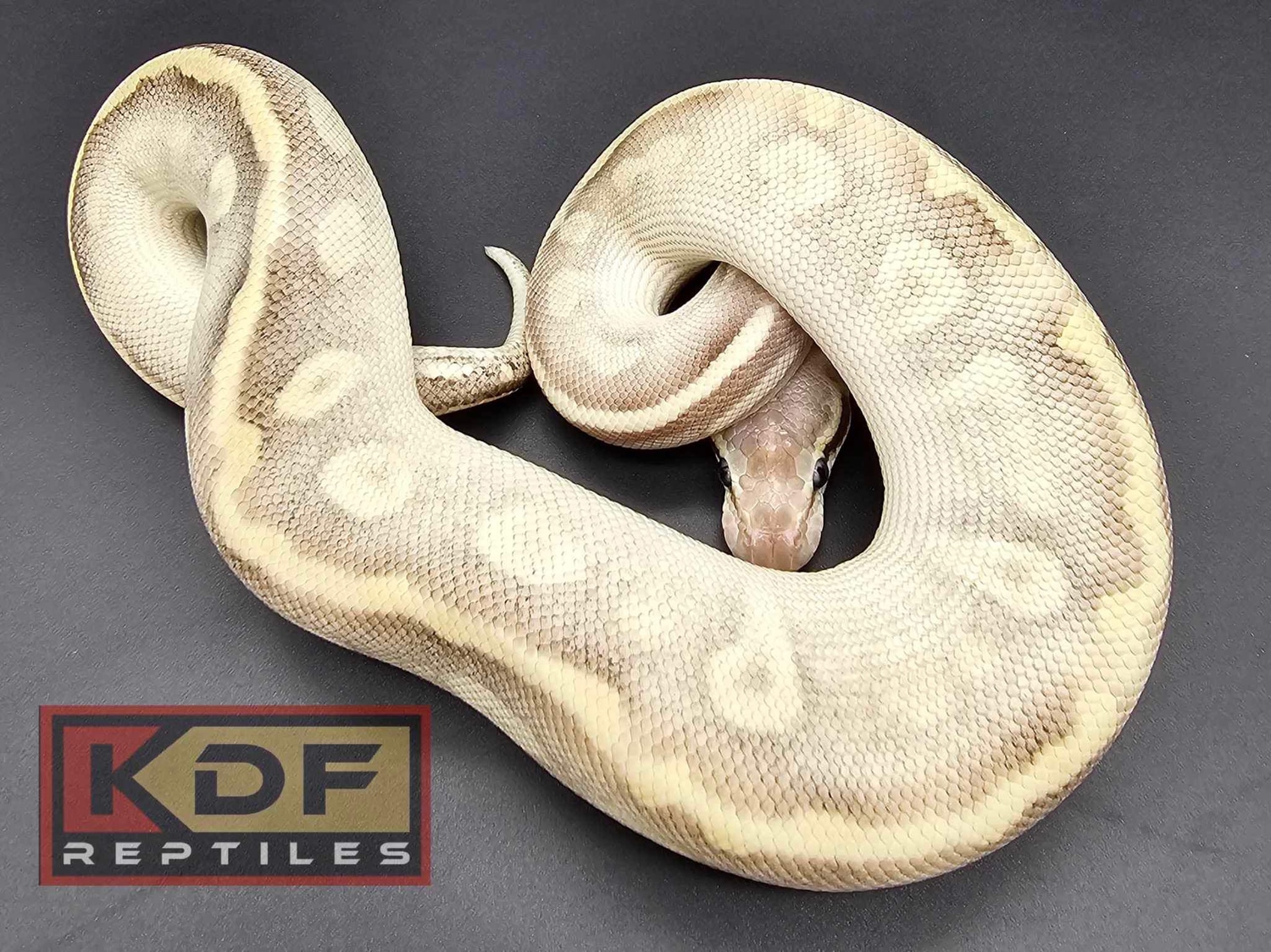 Pastel Super Phantom Yellowbelly Ball Python by KDF Reptiles, LLC ...