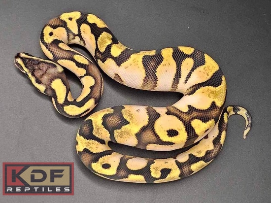 Pastel Sugar Enchi Het Axanthic (VPI) Ball Python by KDF Reptiles, LLC