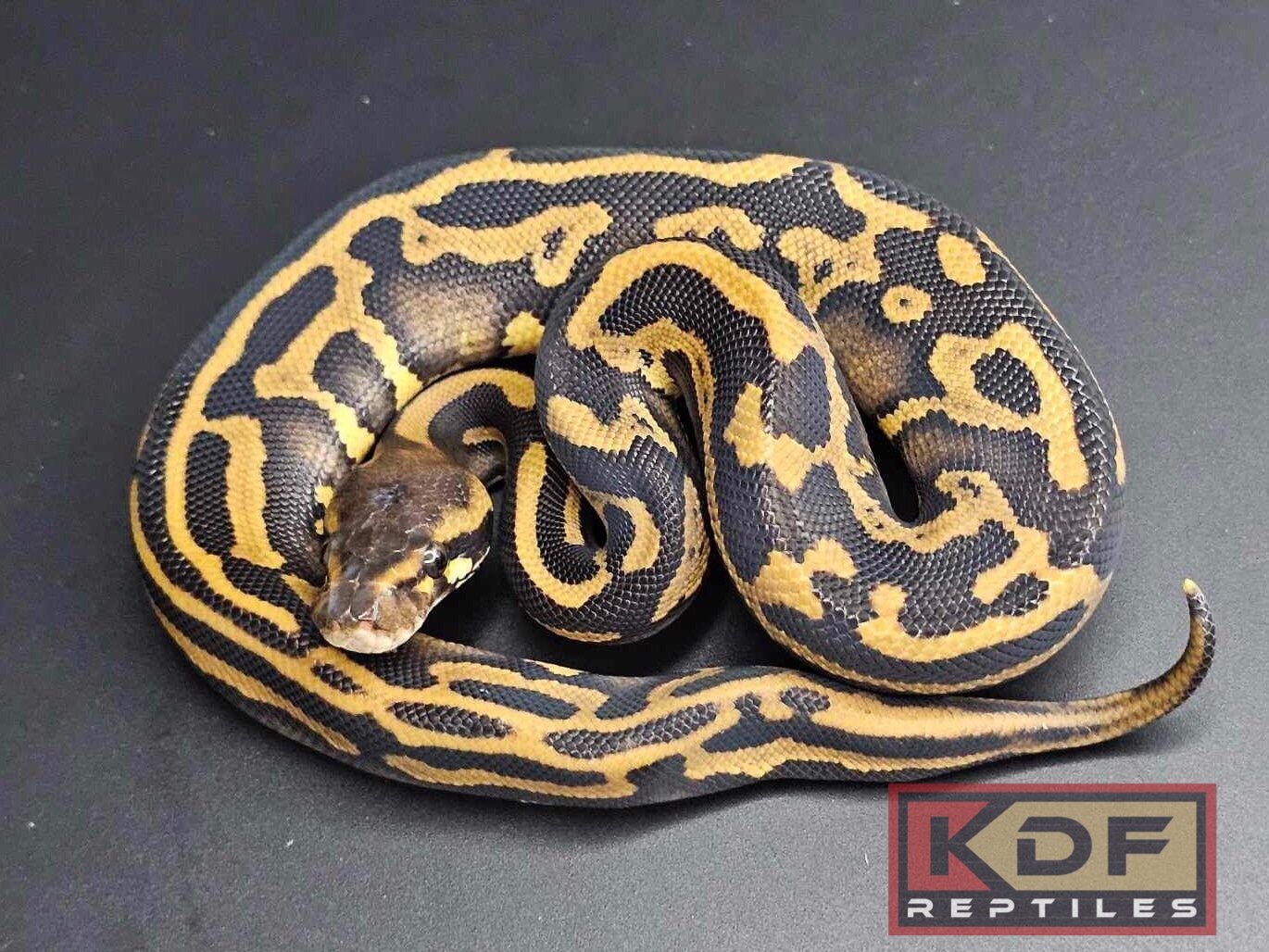 Leopard Mojave Acid YB Ball Python by KDF Reptiles, LLC - MorphMarket