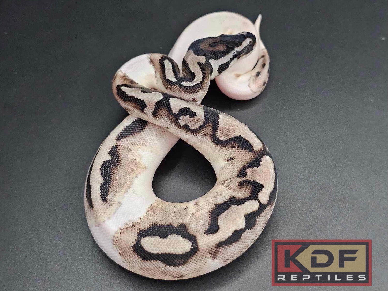 Axanthic (VPI) Piebald Ball Python by KDF Reptiles, LLC - MorphMarket