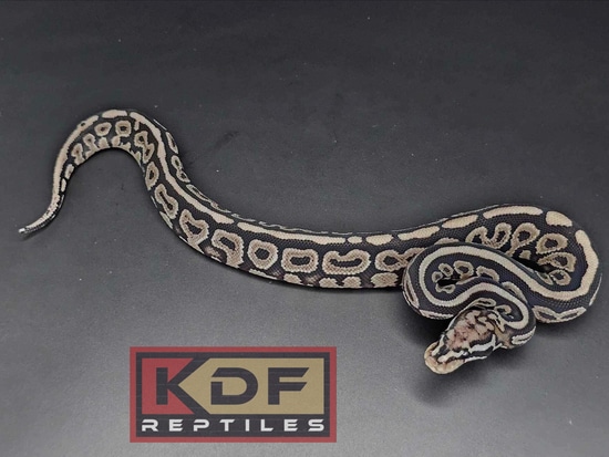 Red Axanthic Spotnose YB Ball Python by KDF Reptiles, LLC