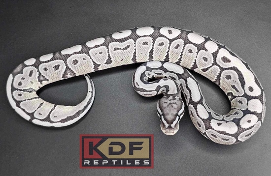 True Ghost Ball Python by KDF Reptiles, LLC